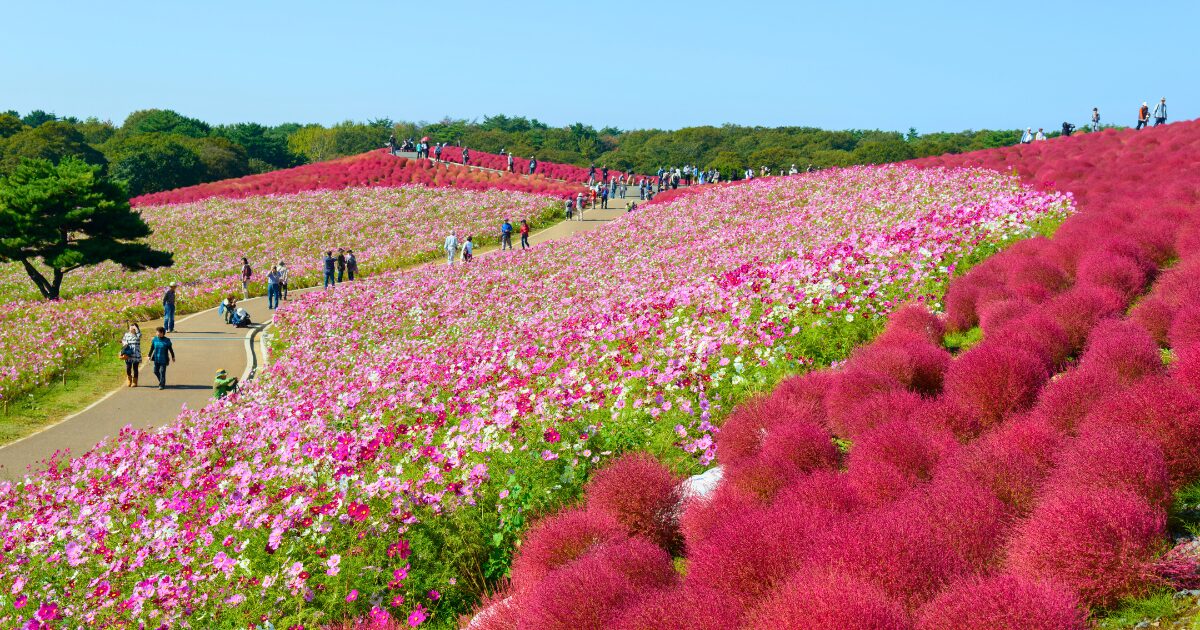 Japan’s Kanto Region: A Local’s Guide to Top Sights