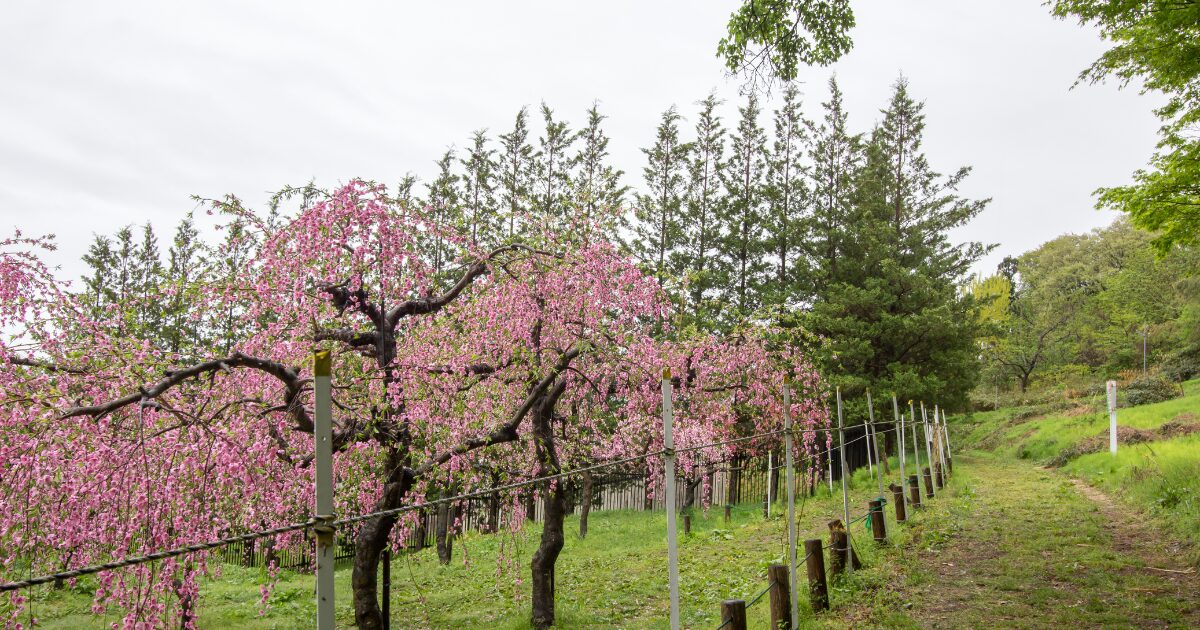 Explore Japan’s Tohoku Region: the Hidden Gems of North
